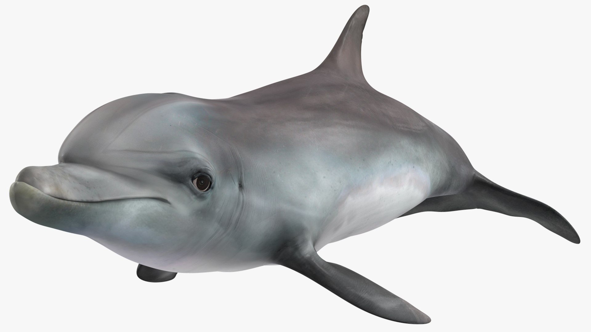 Dolphin Swimming Animated 3D model - TurboSquid 2054522