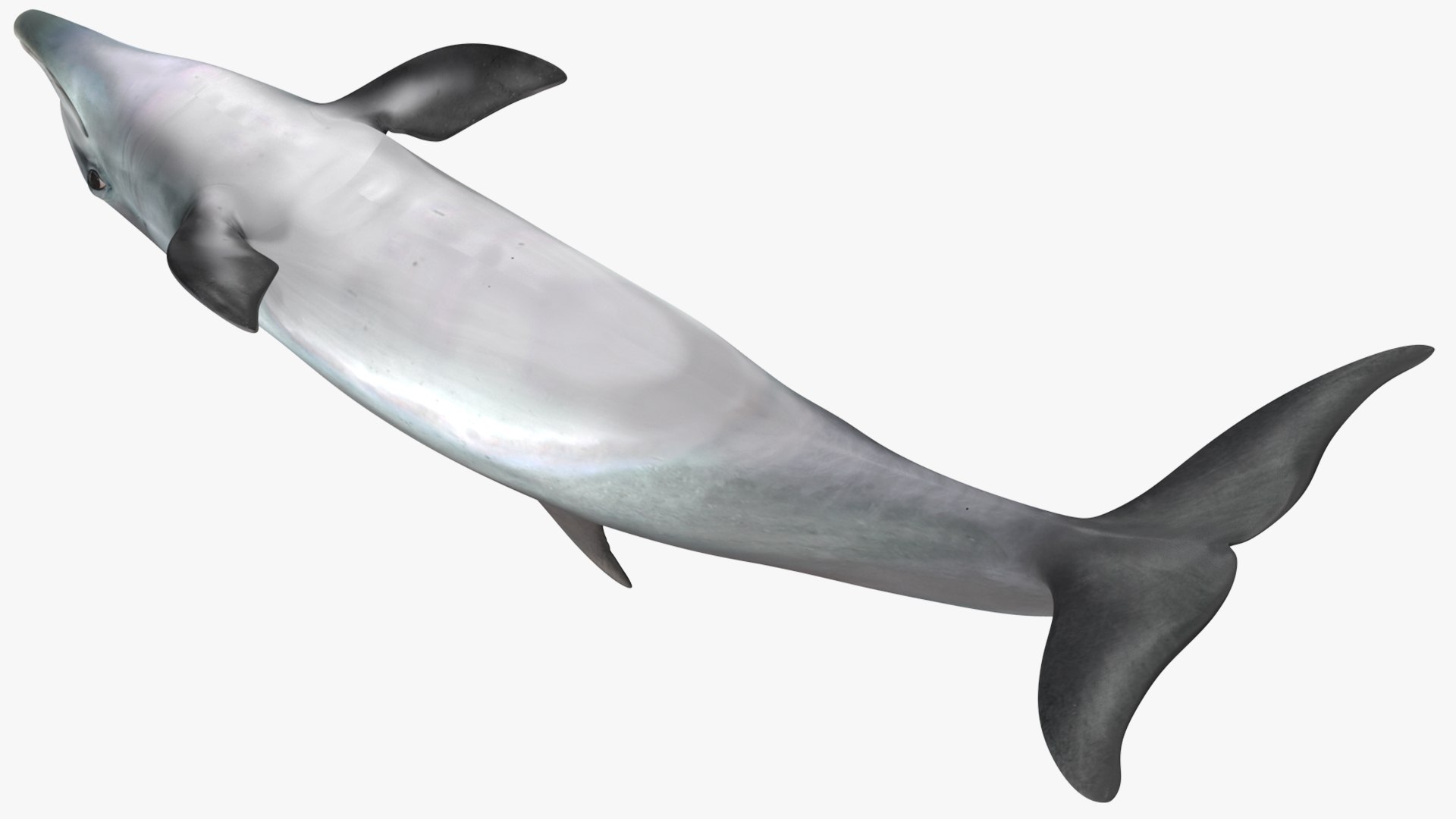 Dolphin Swimming Animated 3D model - TurboSquid 2054522