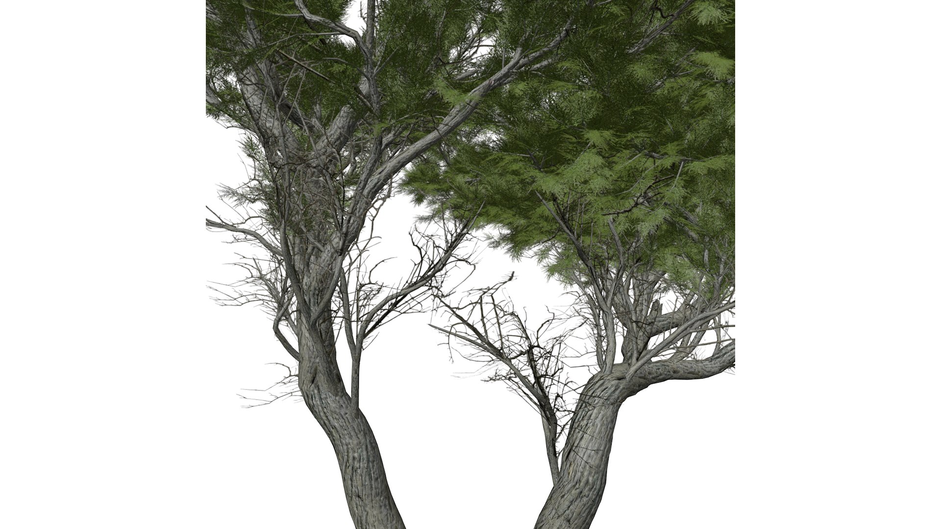 Monterey Cypress Tree - 04 - 3D Model - TurboSquid 2373735