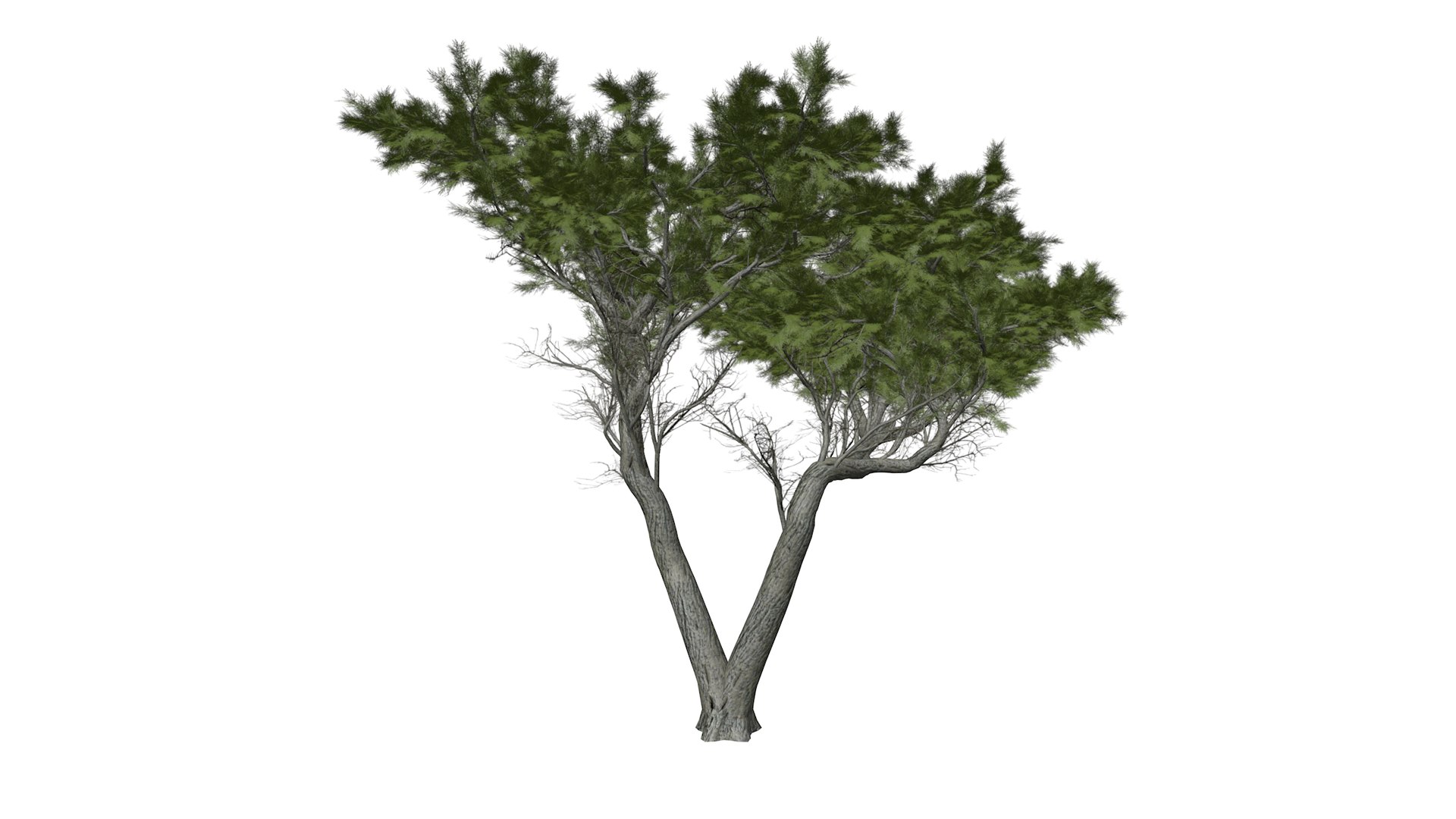 Monterey Cypress Tree - 04 - 3D Model - TurboSquid 2373735