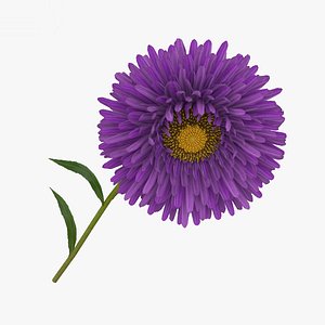 Aster 3D Models for Download | TurboSquid