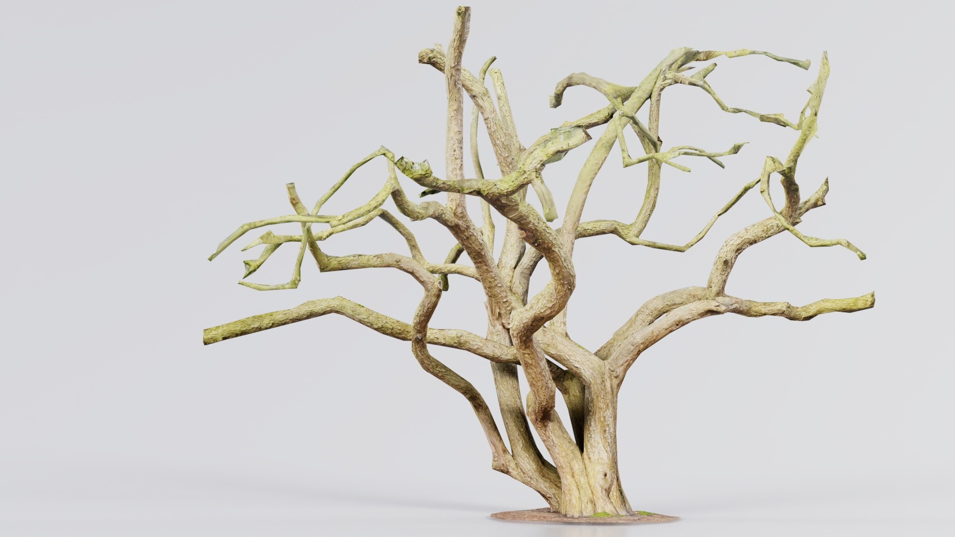 3D Big Tree Trunk Remastered - TurboSquid 2363176