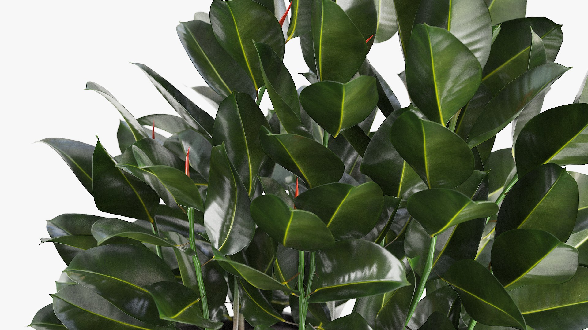 3D Ficus - TurboSquid 1509644