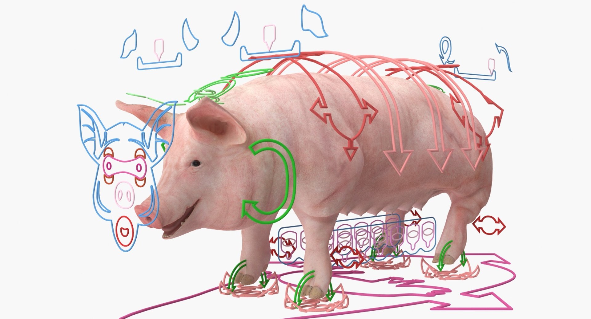3D Pig Sow Landrace Rigged Model - TurboSquid 1357832