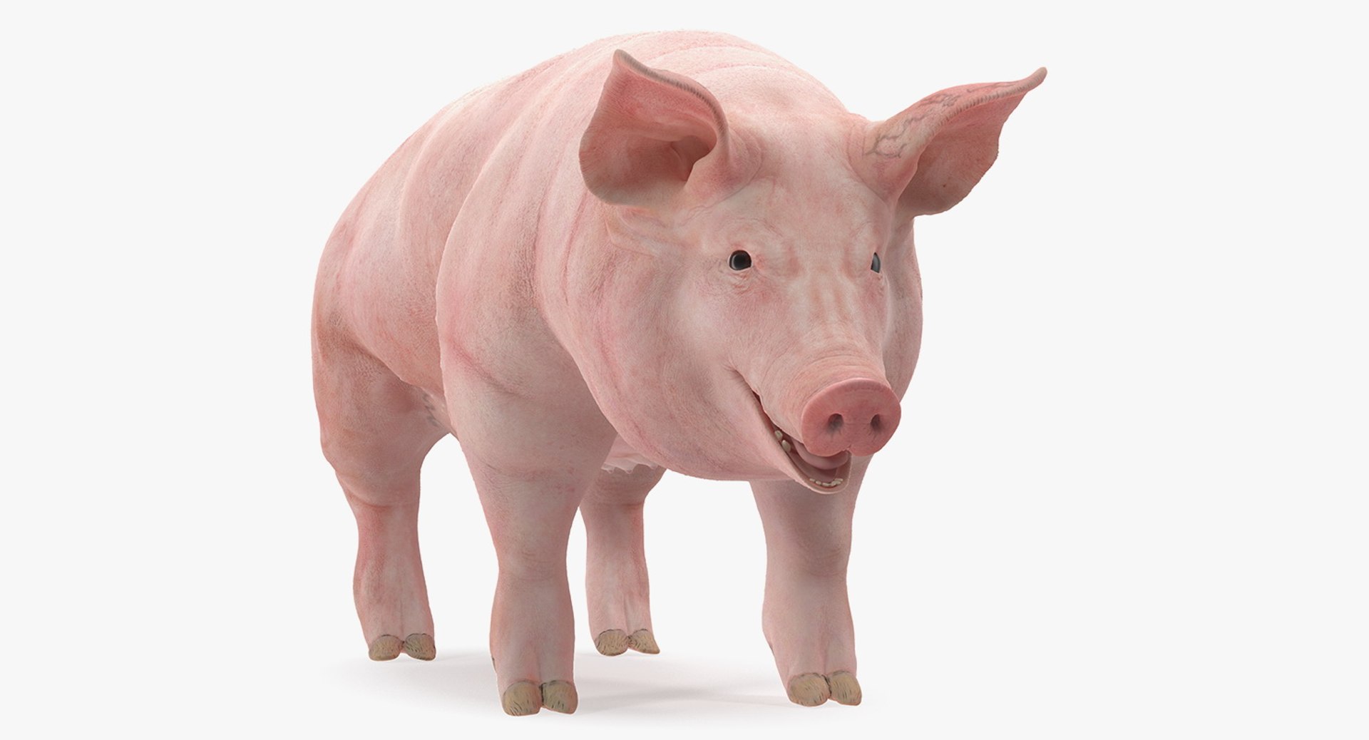 3D Pig Sow Landrace Rigged Model - TurboSquid 1357832