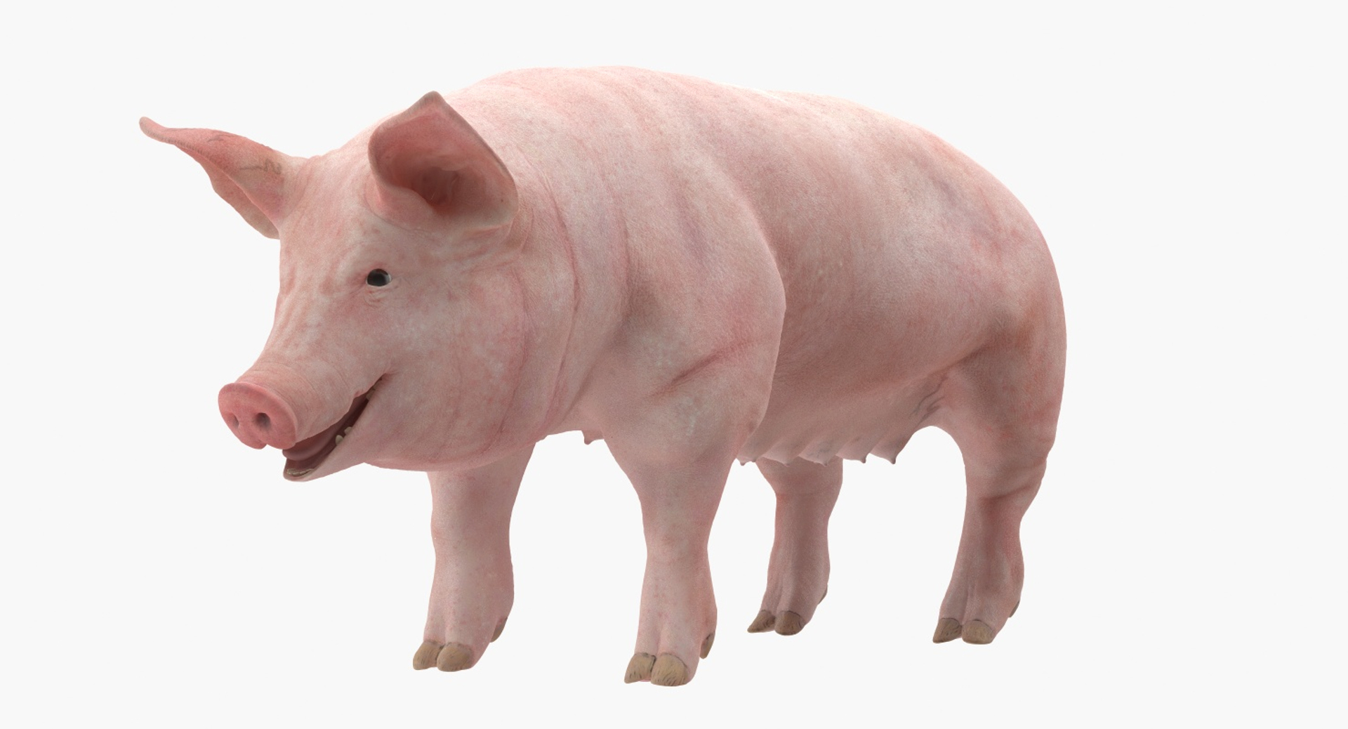 3D Pig Sow Landrace Rigged Model - TurboSquid 1357832