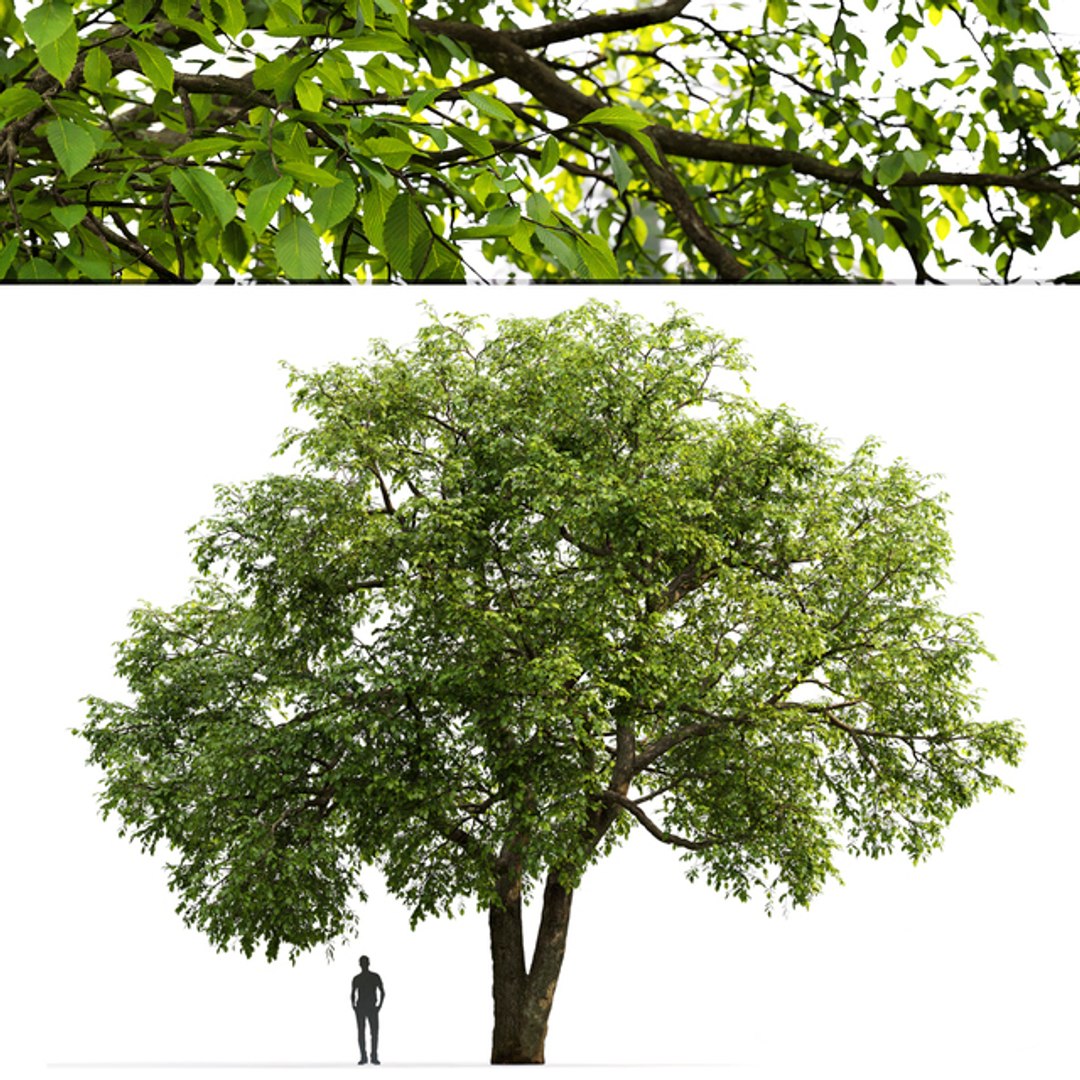 3D Tree - TurboSquid 1527312