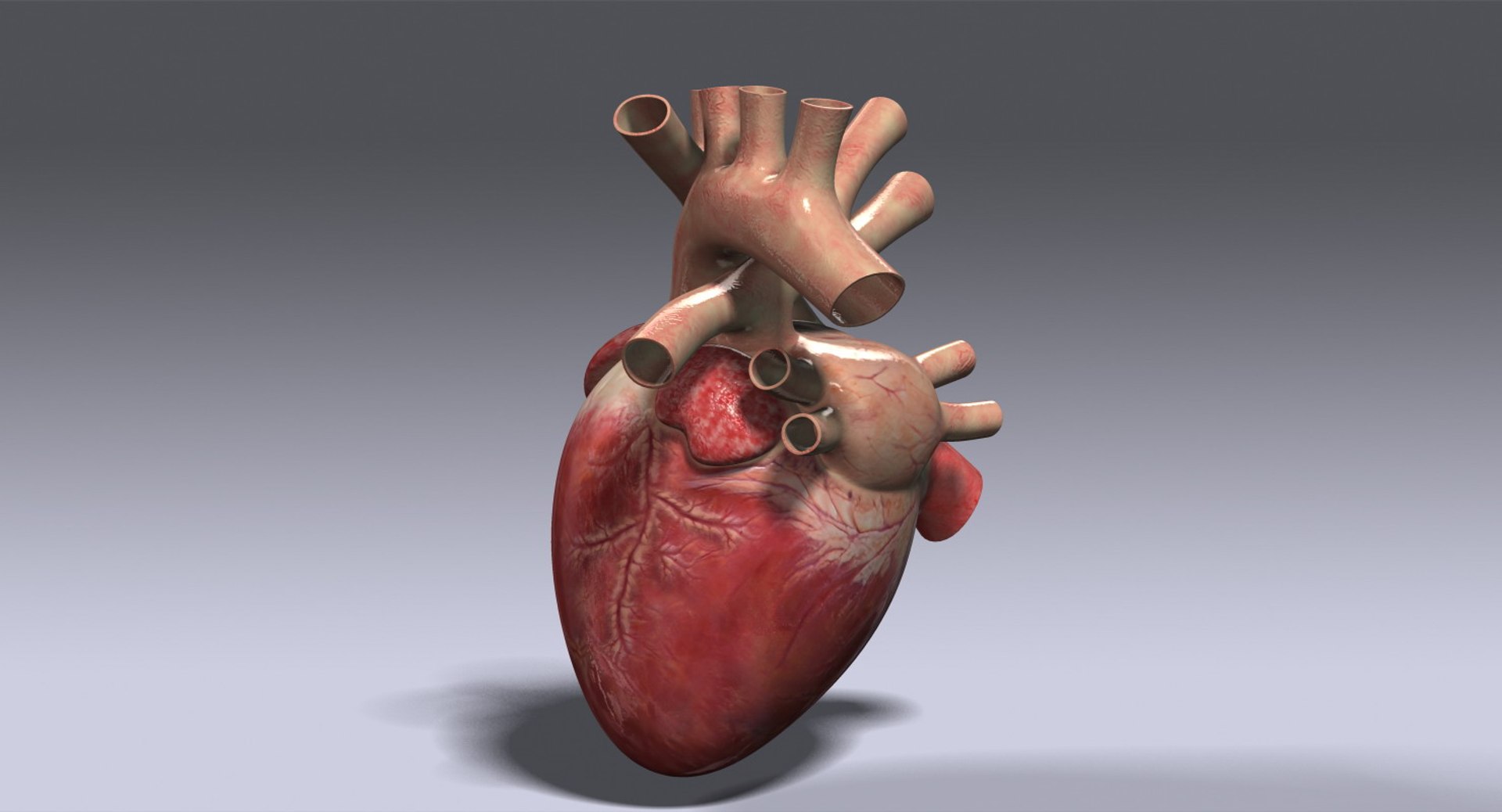 Human Heart Rigged 3d Max