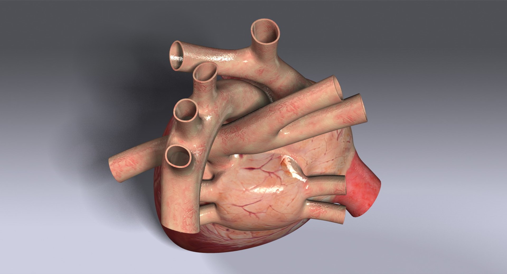 Human Heart Rigged 3d Max