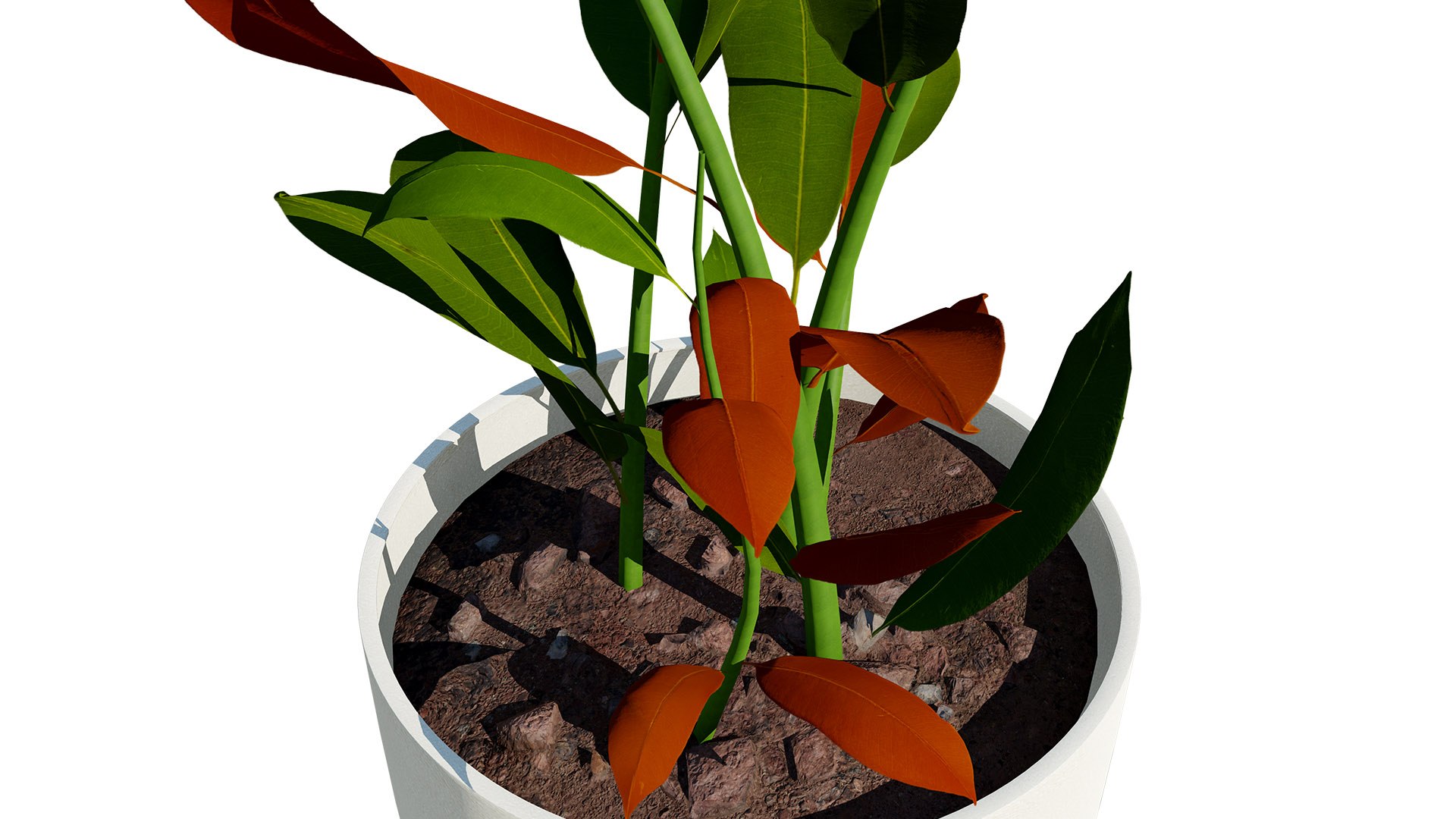 Australian Ginger 3D Model 3D Model - TurboSquid 2370639