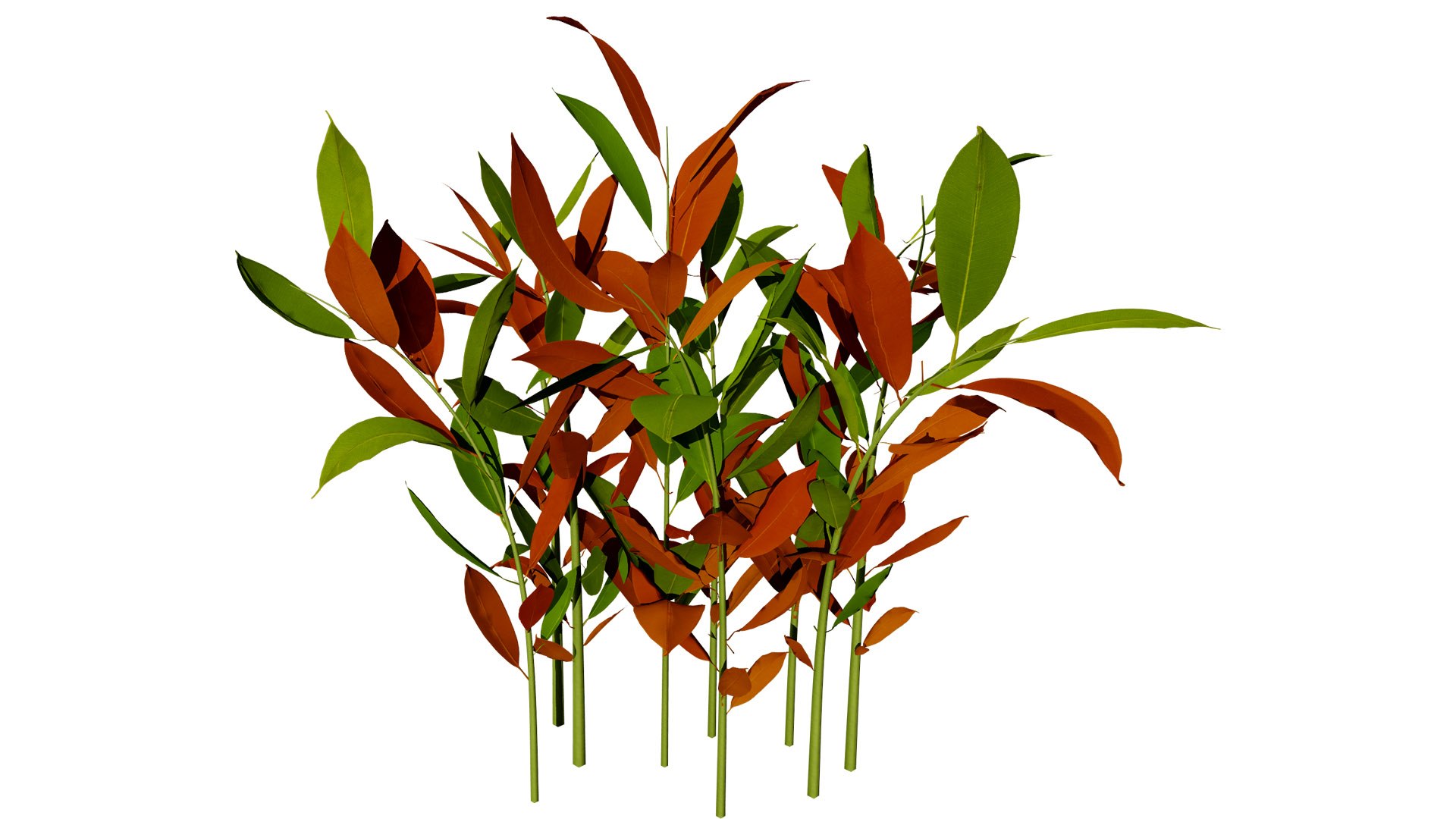 Australian Ginger 3D Model 3D Model - TurboSquid 2370639