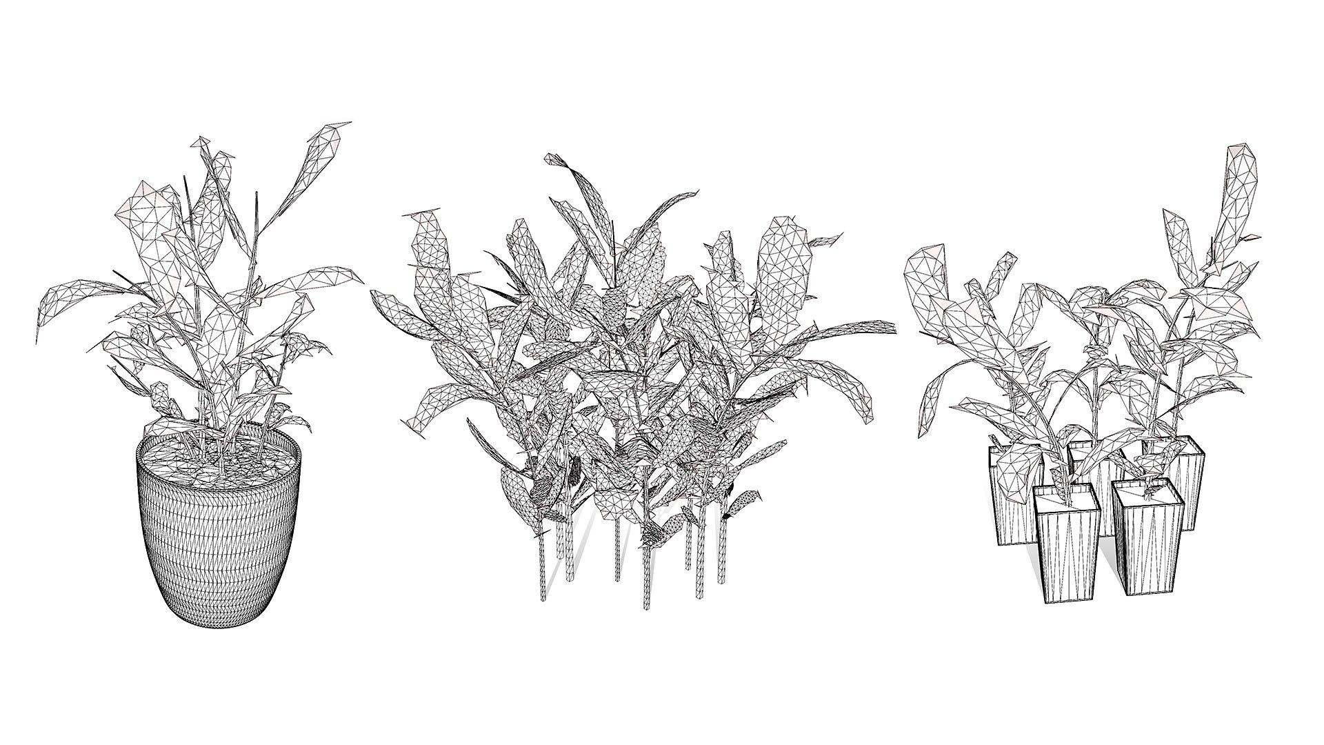 Australian Ginger 3D Model 3D Model - TurboSquid 2370639