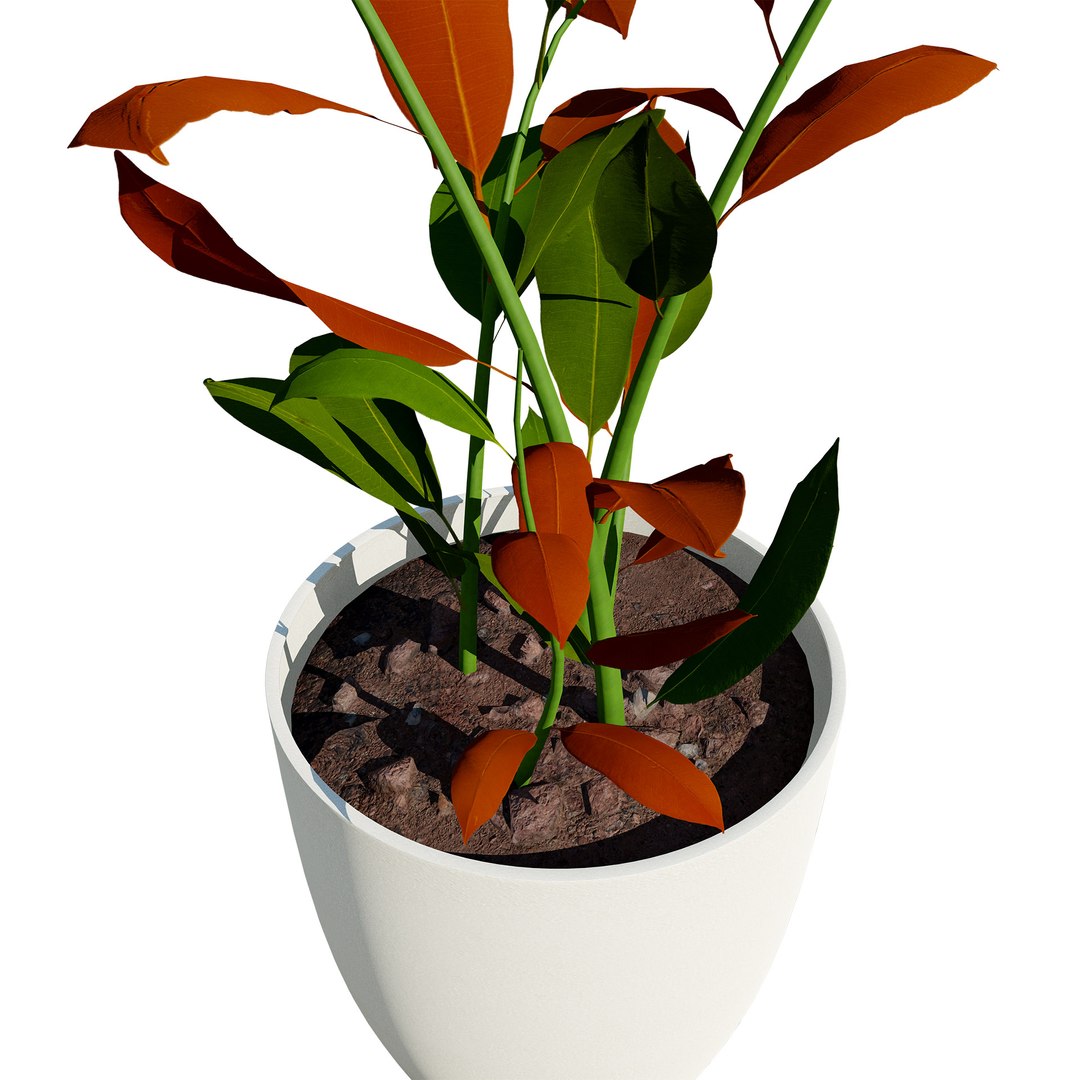 Australian Ginger 3D Model 3D Model - TurboSquid 2370639