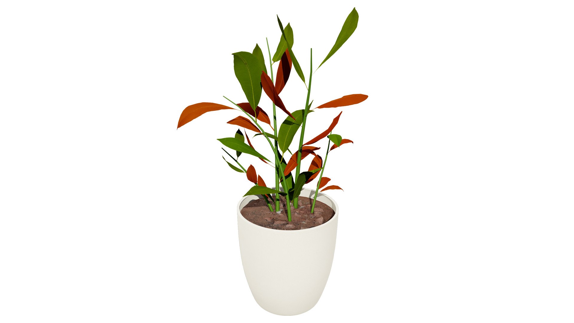 Australian Ginger 3D Model 3D Model - TurboSquid 2370639