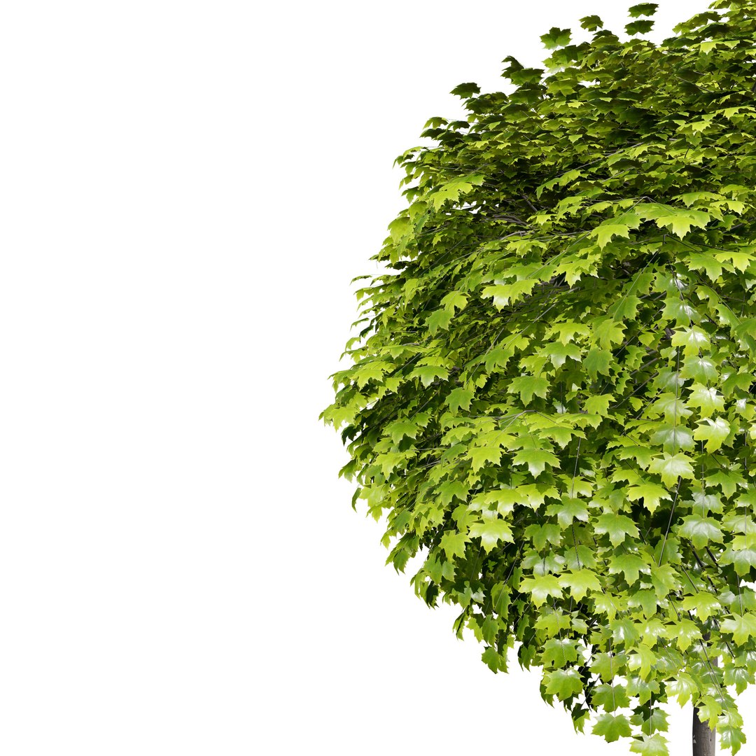 3D Model Realistic Mop Top Trees - TurboSquid 2275555