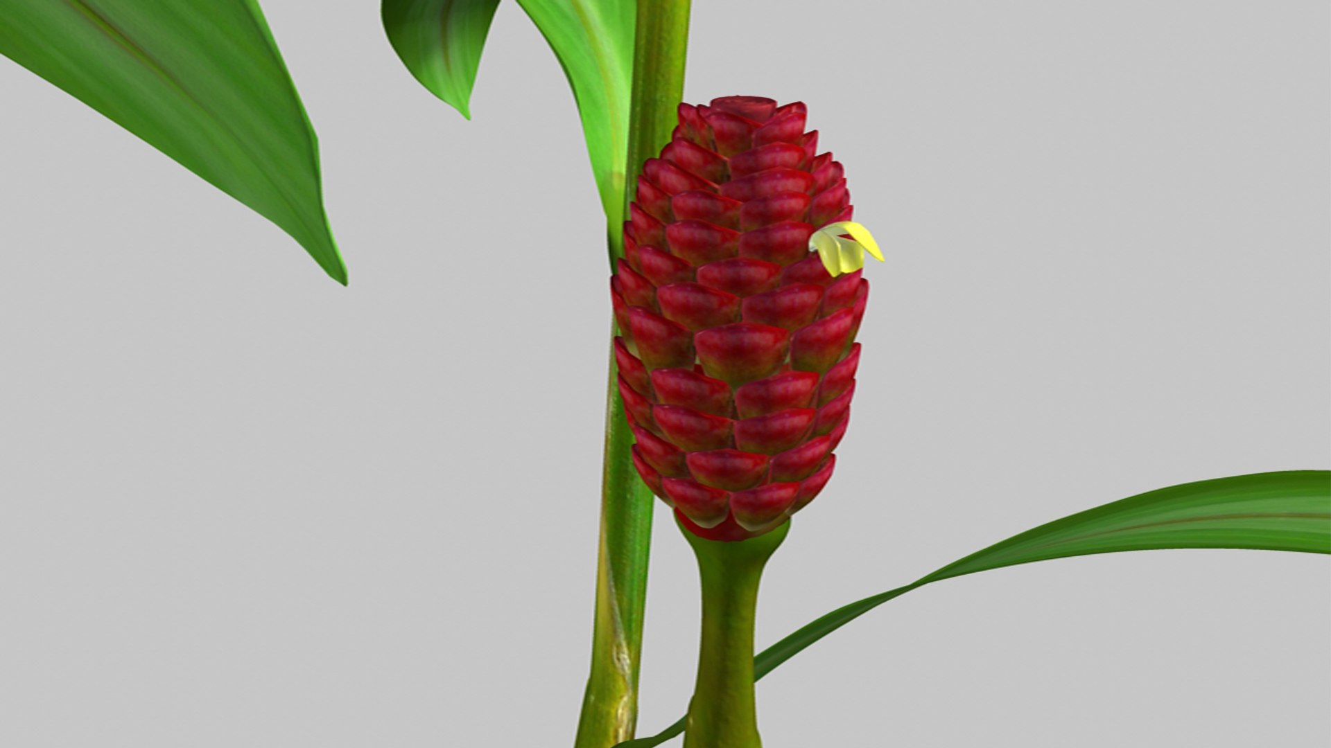 3d model ginger