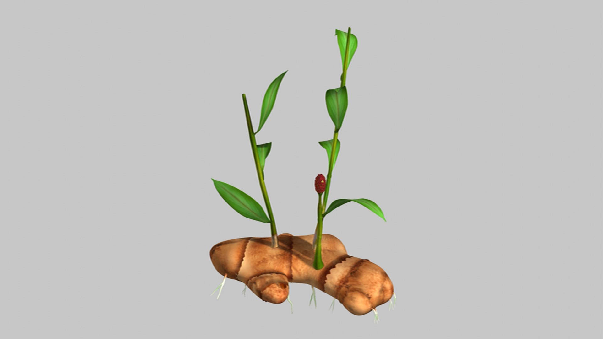 3d model ginger