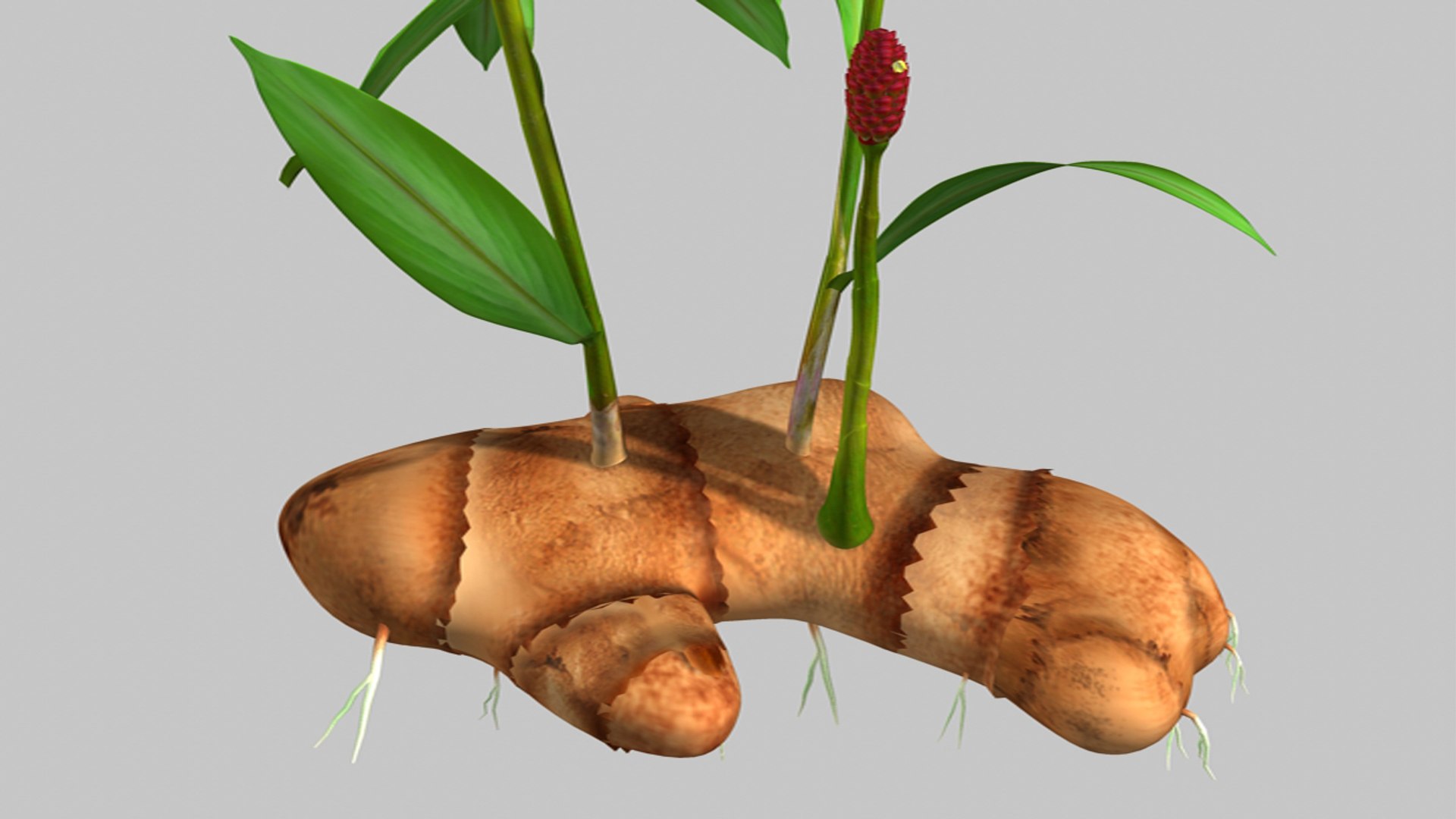 3d model ginger