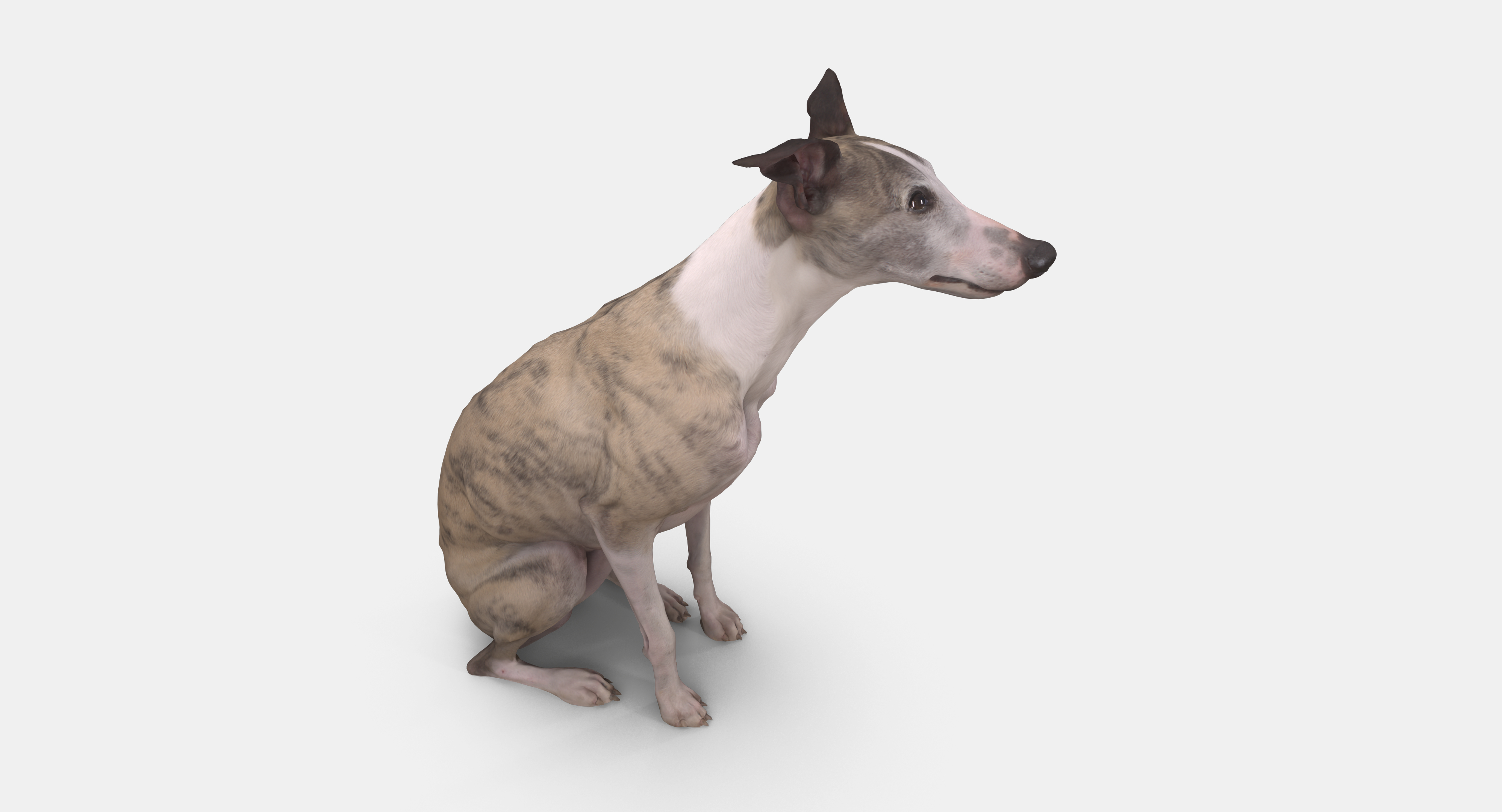 Dog whippet 3D model - TurboSquid 1322093