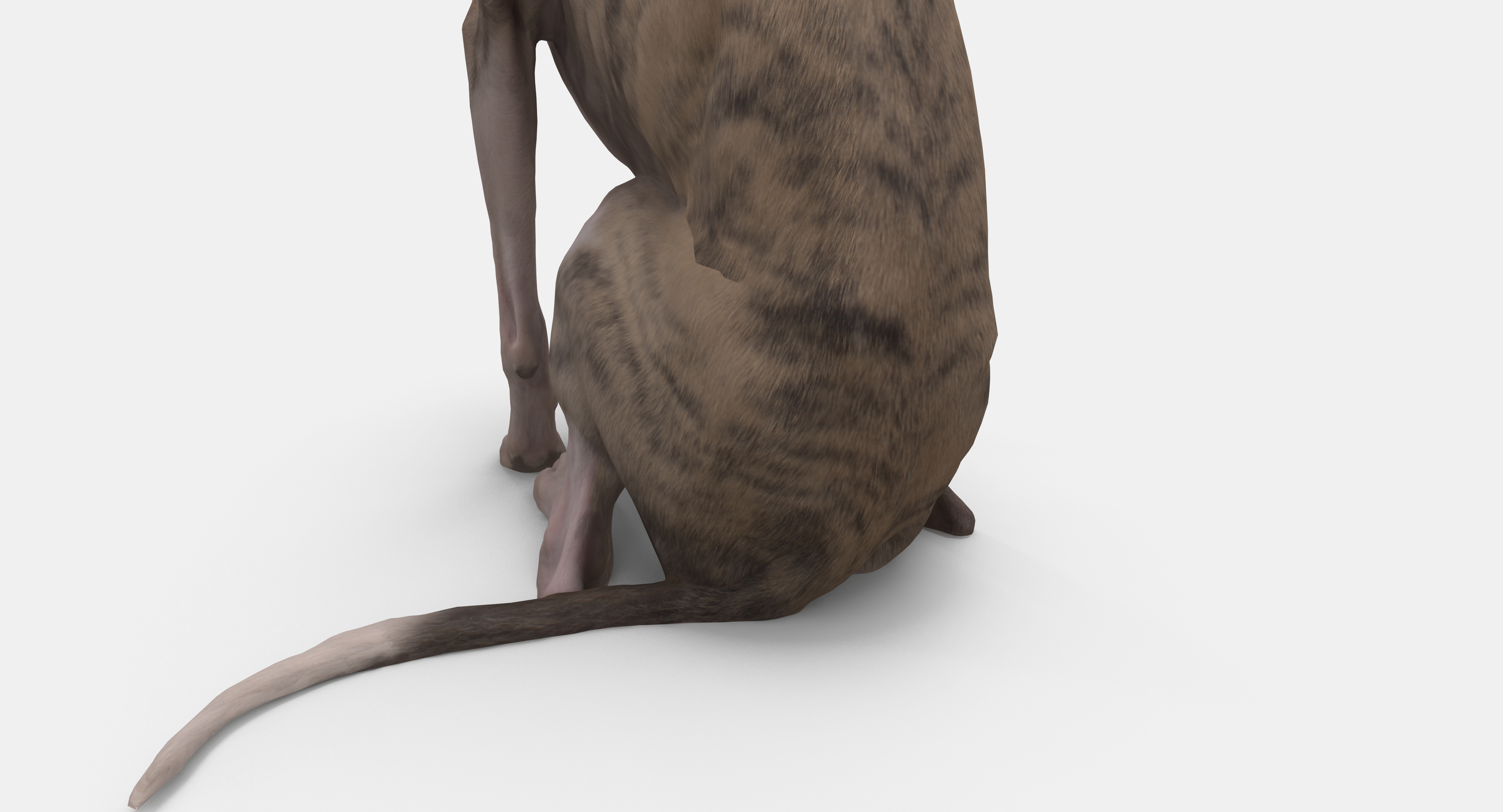 Dog whippet 3D model - TurboSquid 1322093
