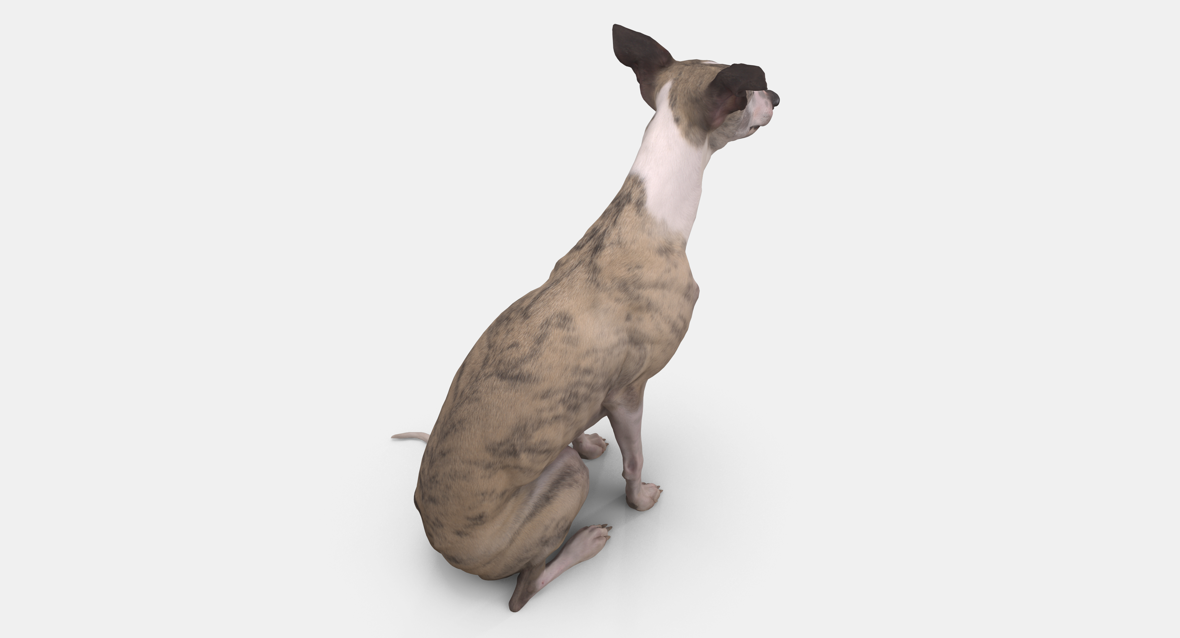 Dog whippet 3D model - TurboSquid 1322093