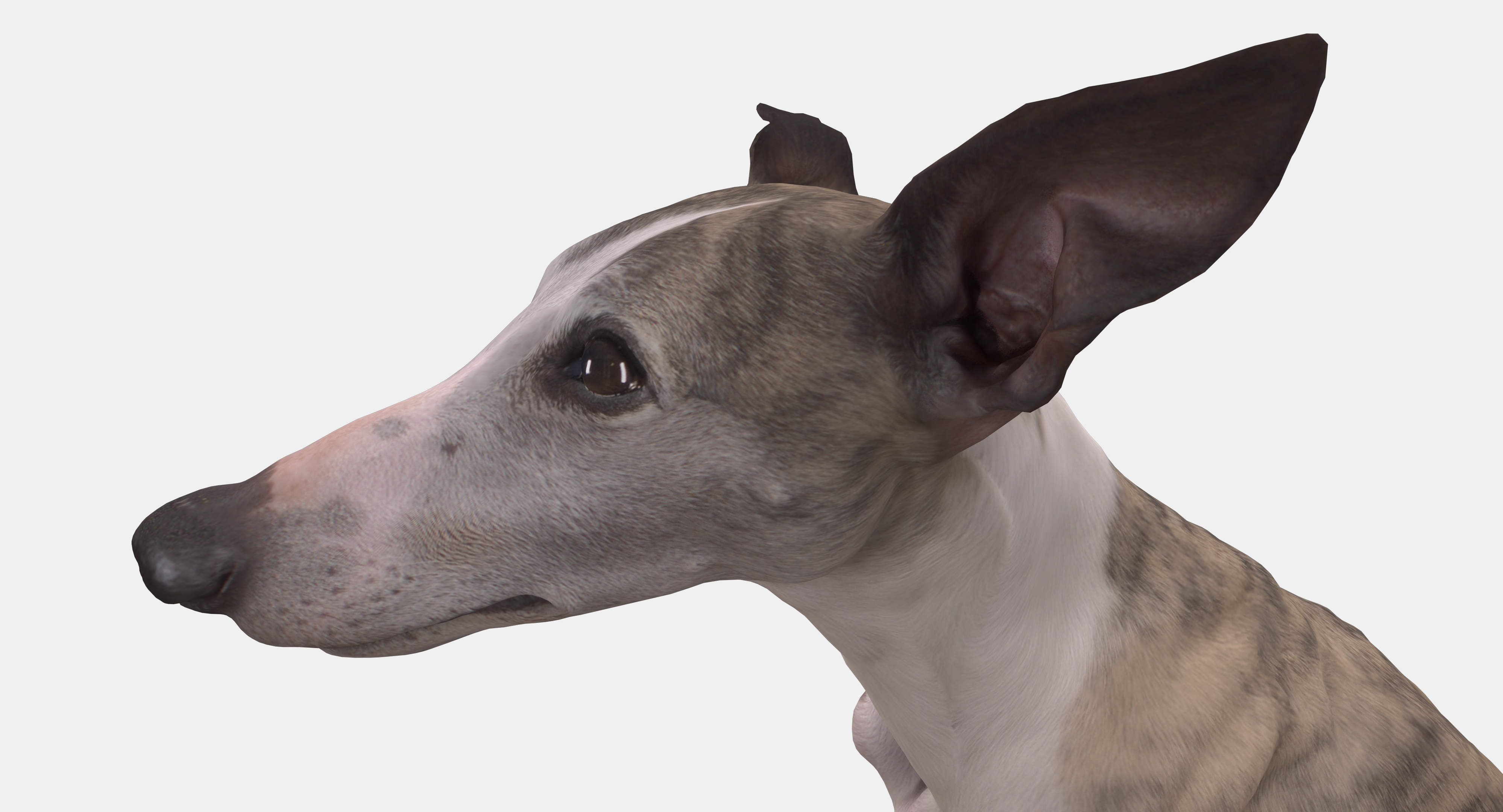Dog whippet 3D model - TurboSquid 1322093