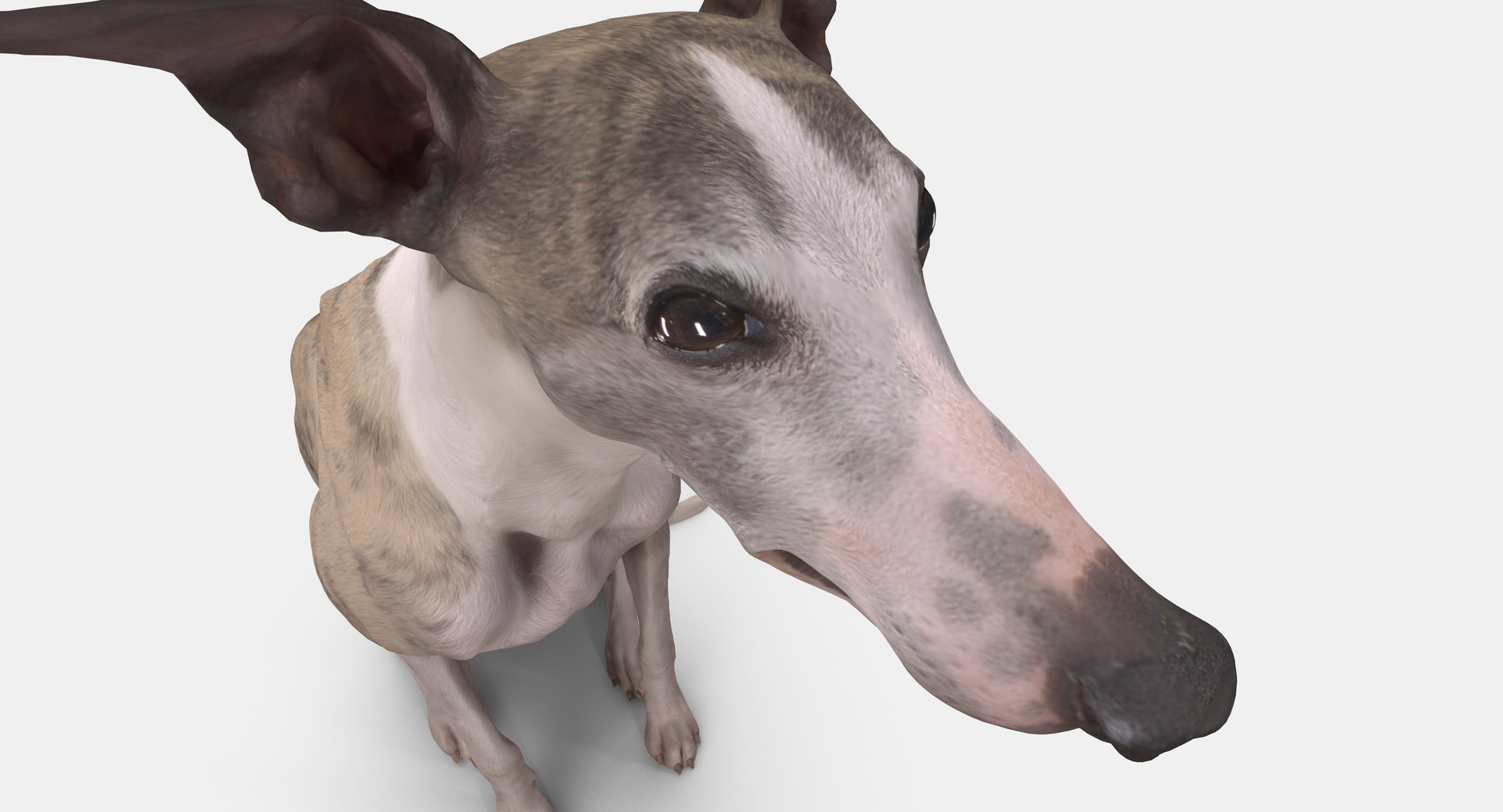 Dog whippet 3D model - TurboSquid 1322093