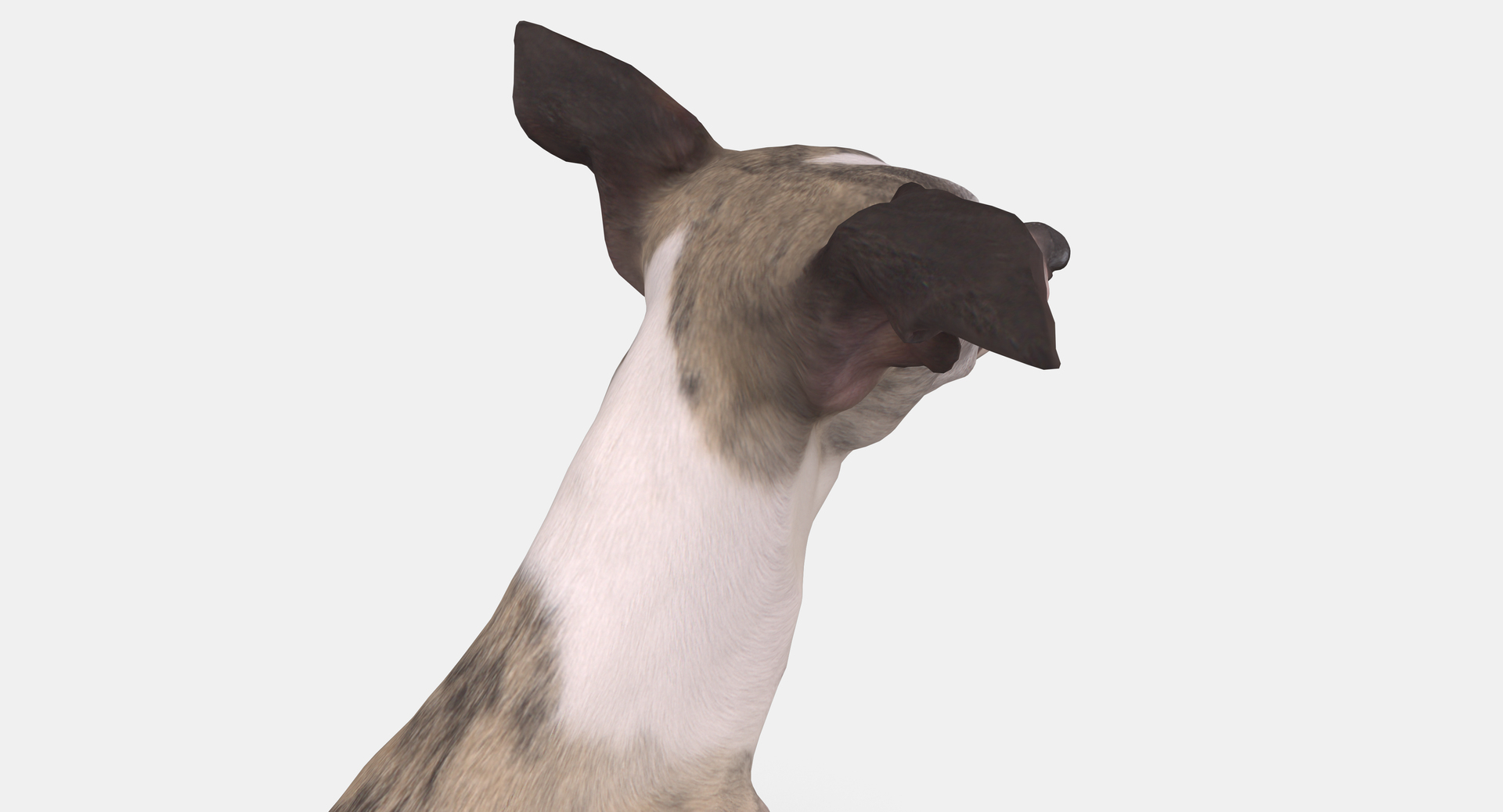Dog whippet 3D model - TurboSquid 1322093