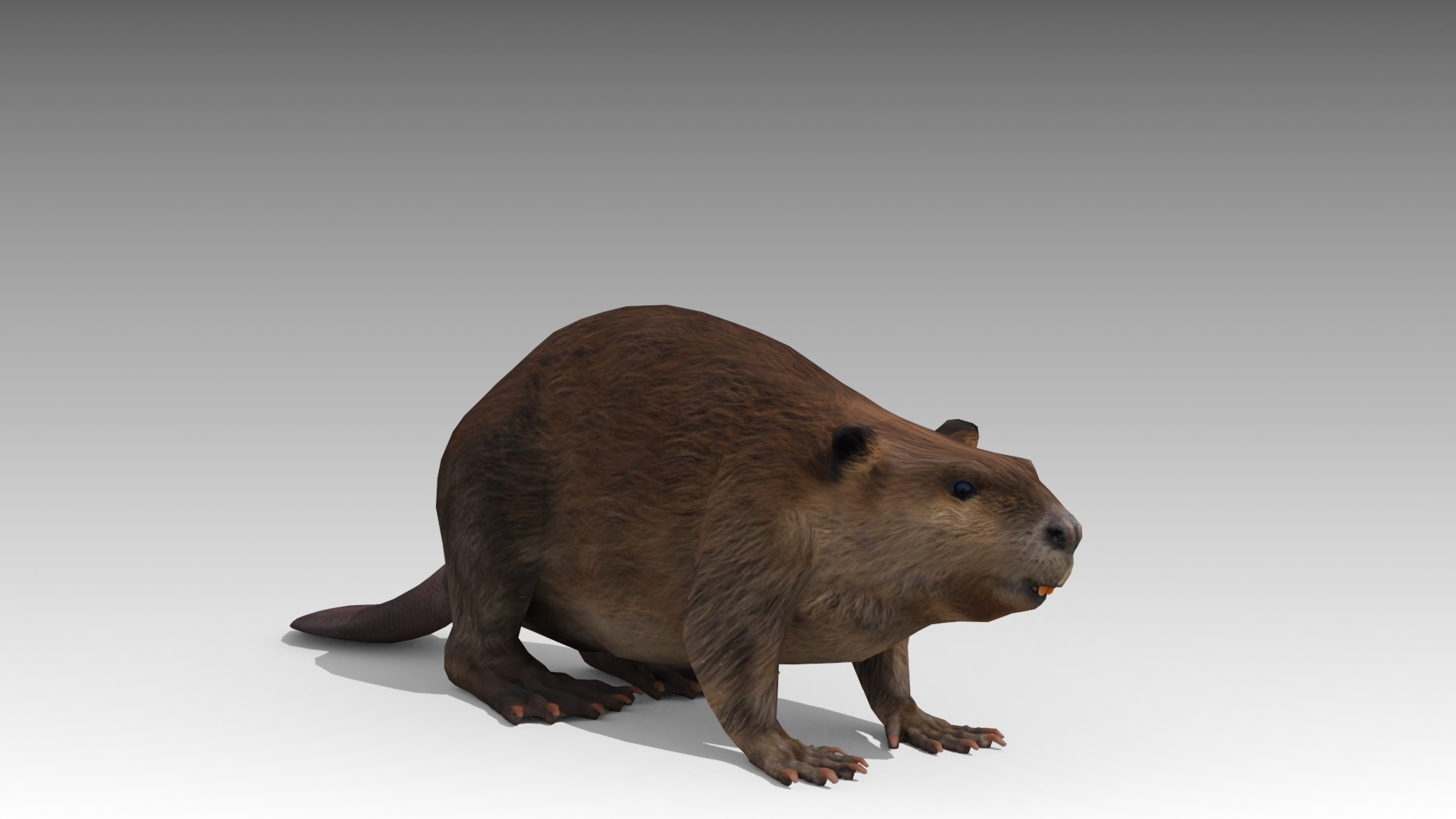 Beaver Animations 3D Model - TurboSquid 1333742