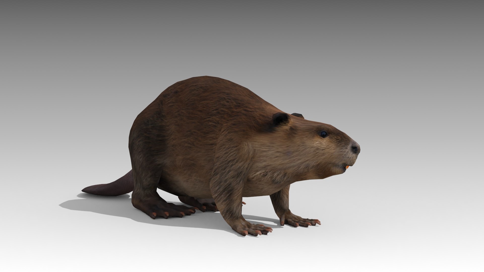Beaver Animations 3D Model - TurboSquid 1333742