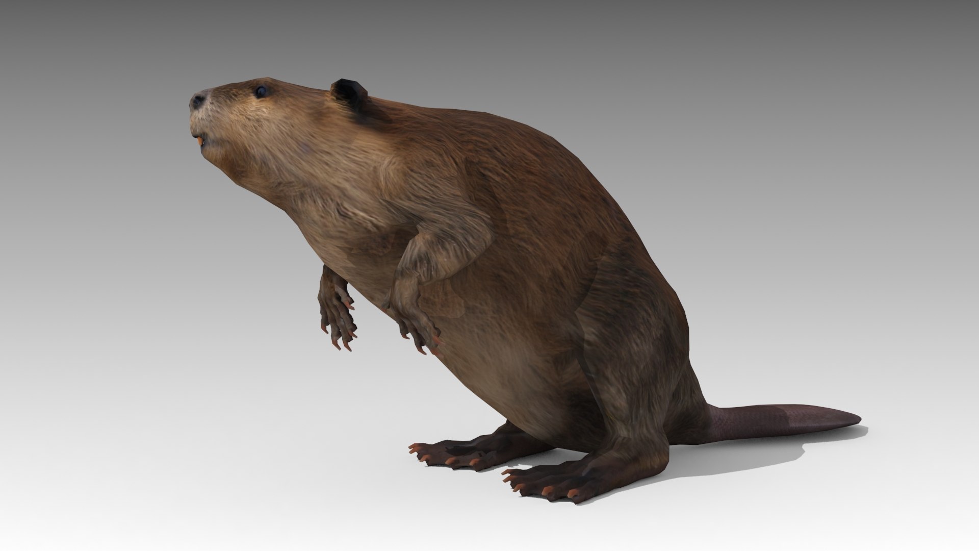 Beaver Animations 3D Model - TurboSquid 1333742