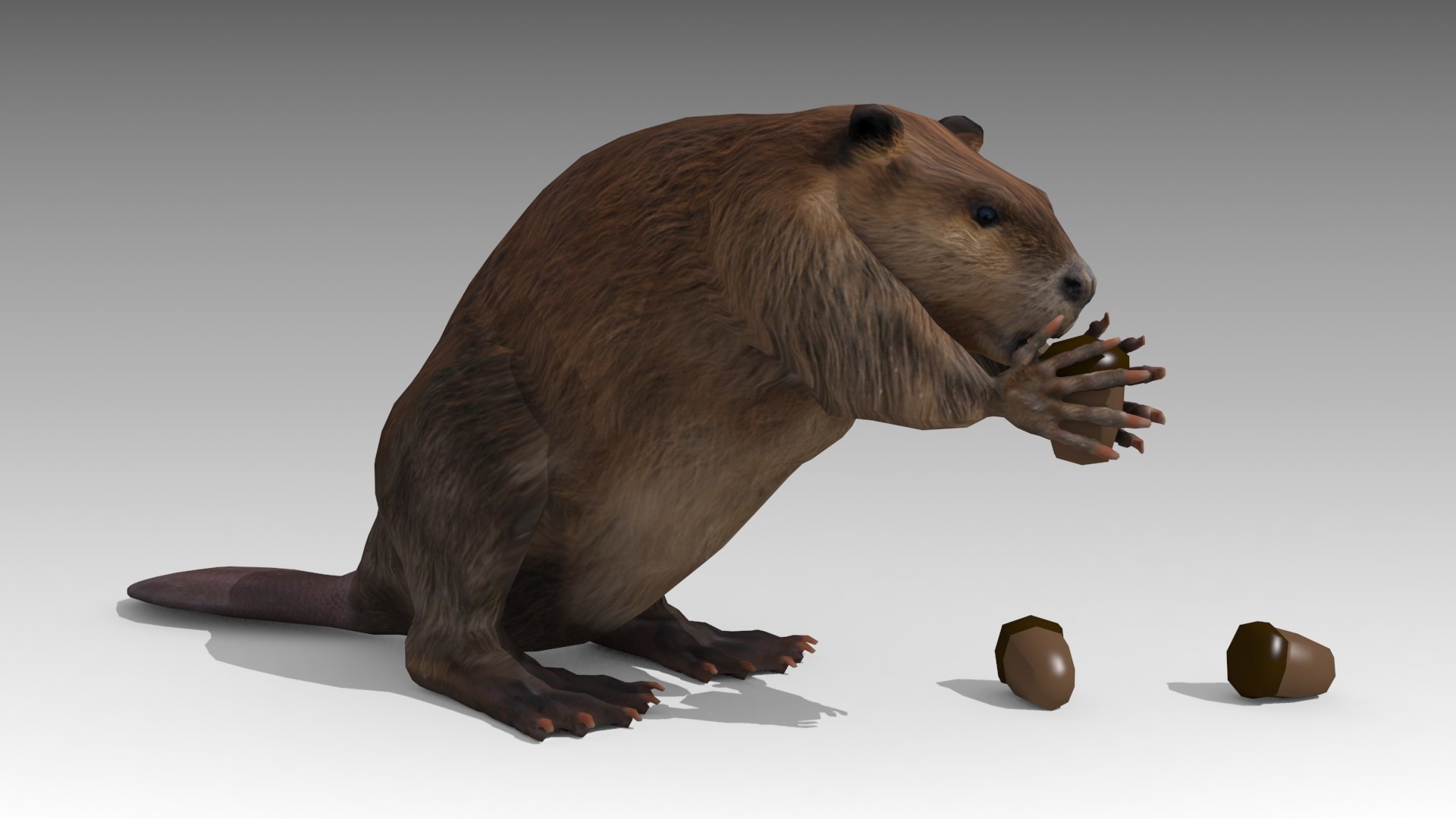 Beaver Animations 3D Model - TurboSquid 1333742