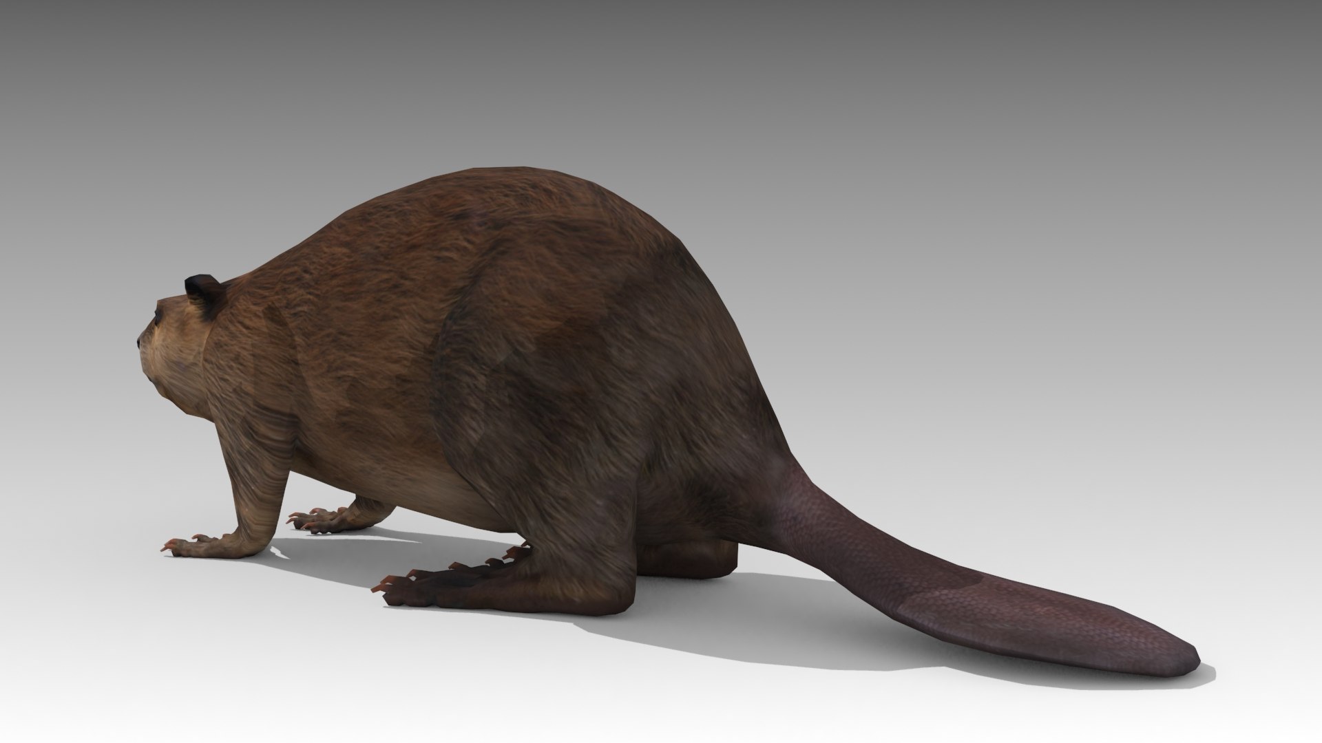 Beaver Animations 3D Model - TurboSquid 1333742