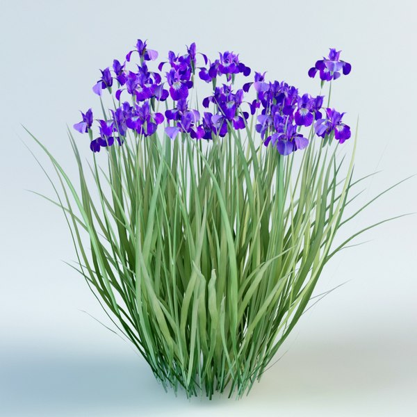 Iris 3D Models for Download | TurboSquid