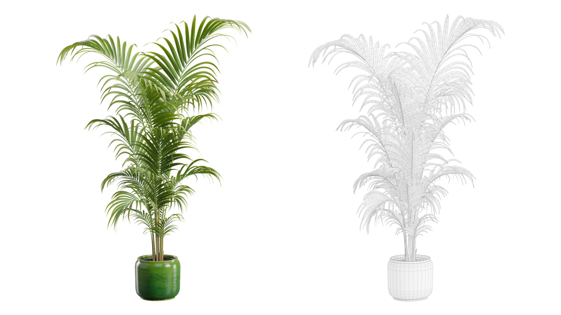 3D Dypsis Lutescens Set 04 - Areca Palm - TurboSquid 2144000