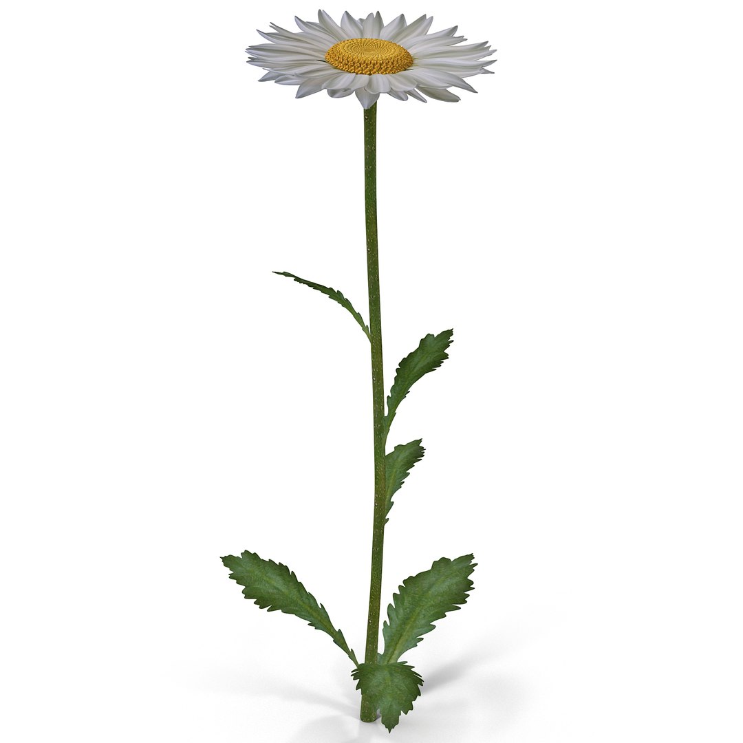 Daisy 3d Max
