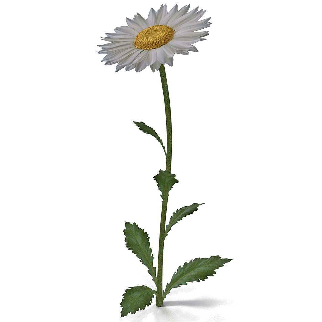 Daisy 3d Max