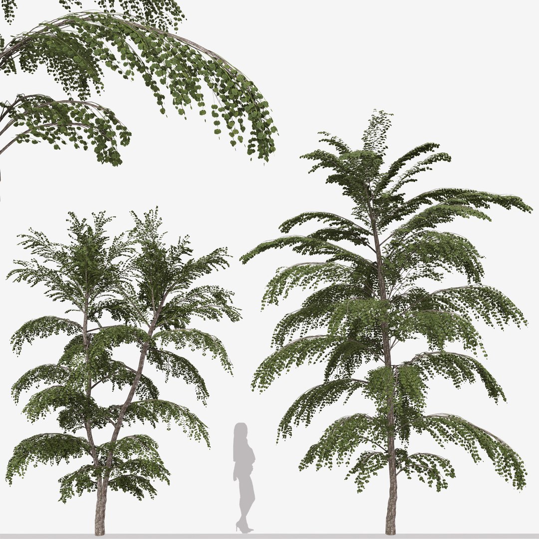 Set Of Cercidiphyllum Japonicum Or Katsura Tree - 2 Trees Model ...