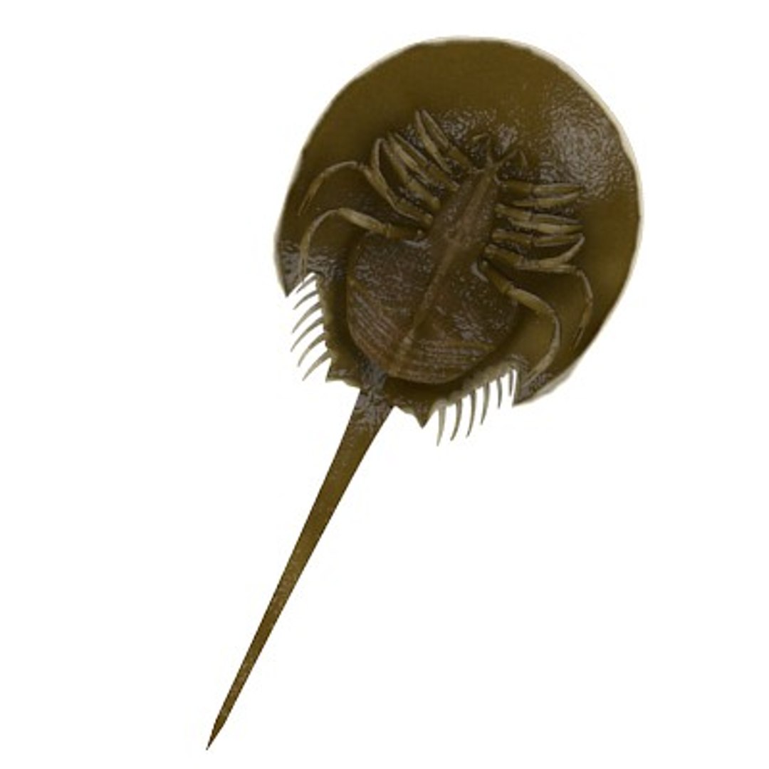 3ds limulus moluccanus