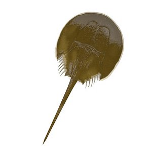 Limulus 3D Models for Download | TurboSquid