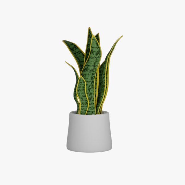 Snake Plant 3D - TurboSquid 1831542