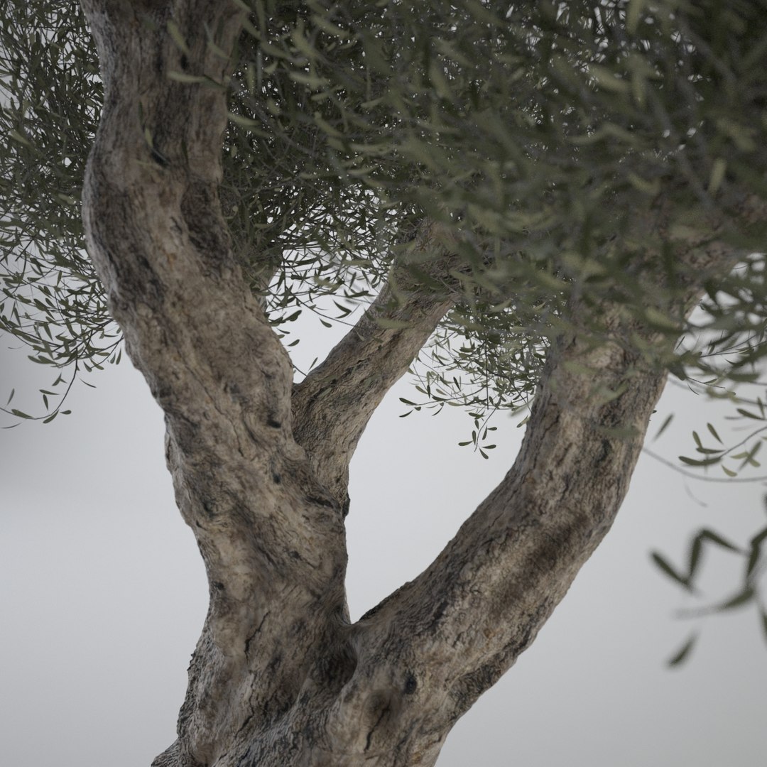 3dsmax Olive Tree