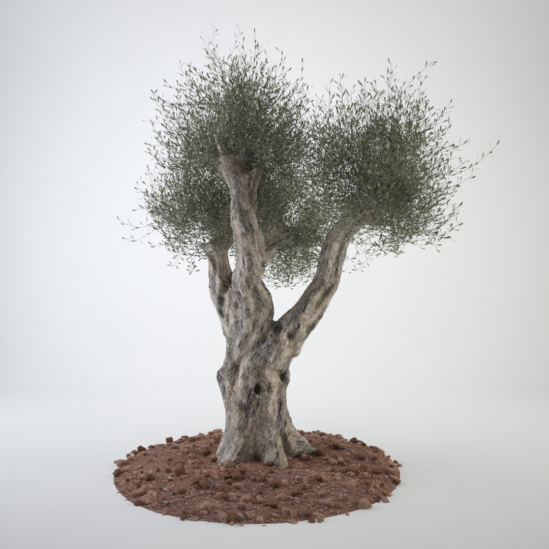 3dsmax Olive Tree