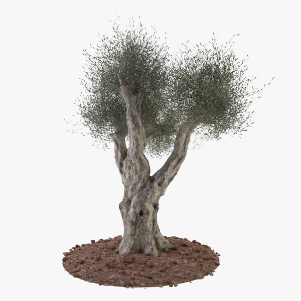 3d model olive tree