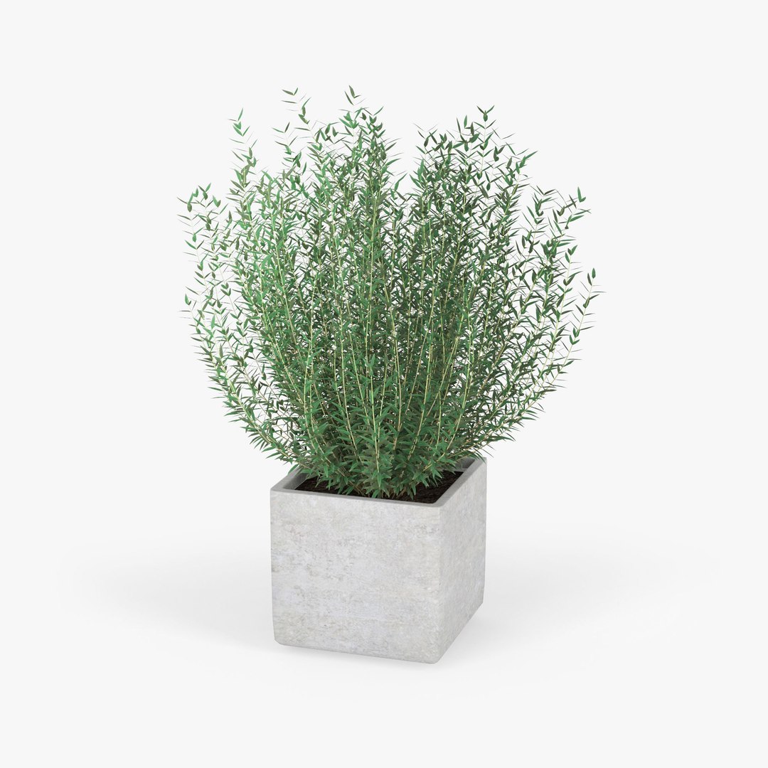 Bush file 3D model - TurboSquid 1711340