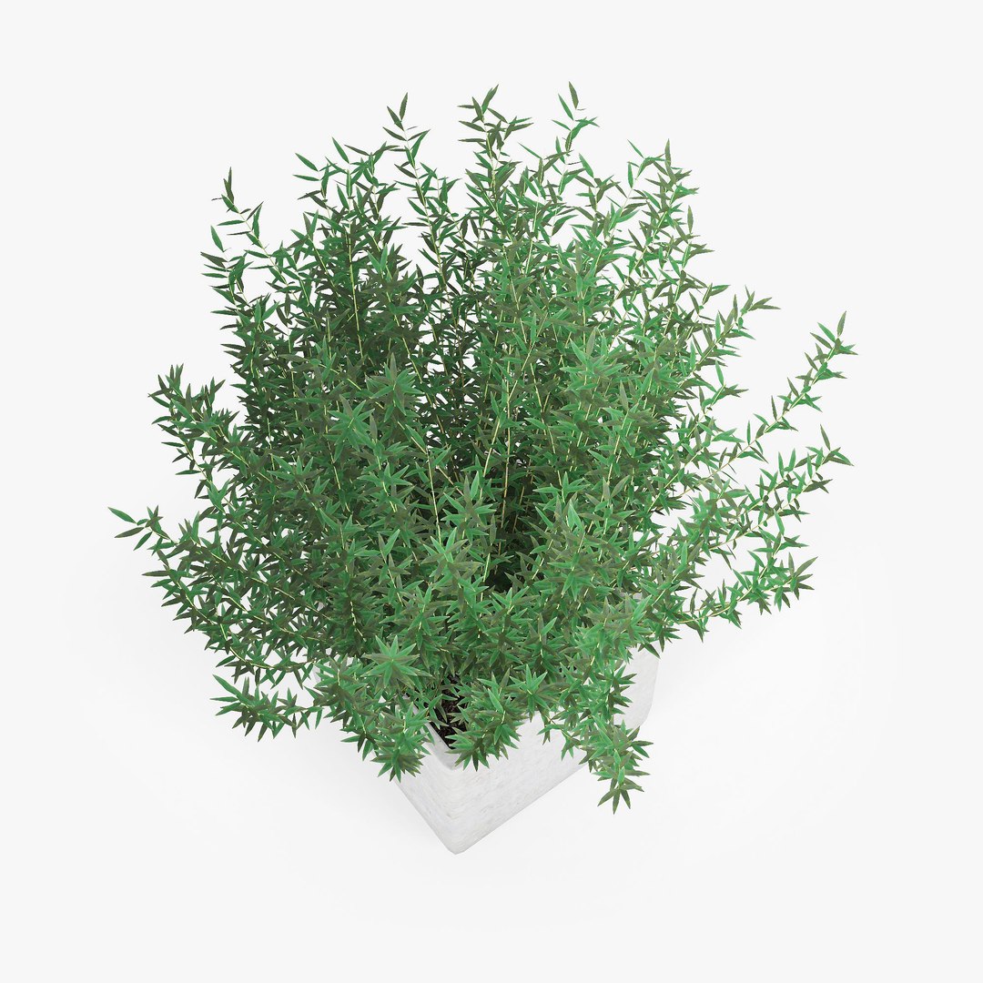 Bush file 3D model - TurboSquid 1711340