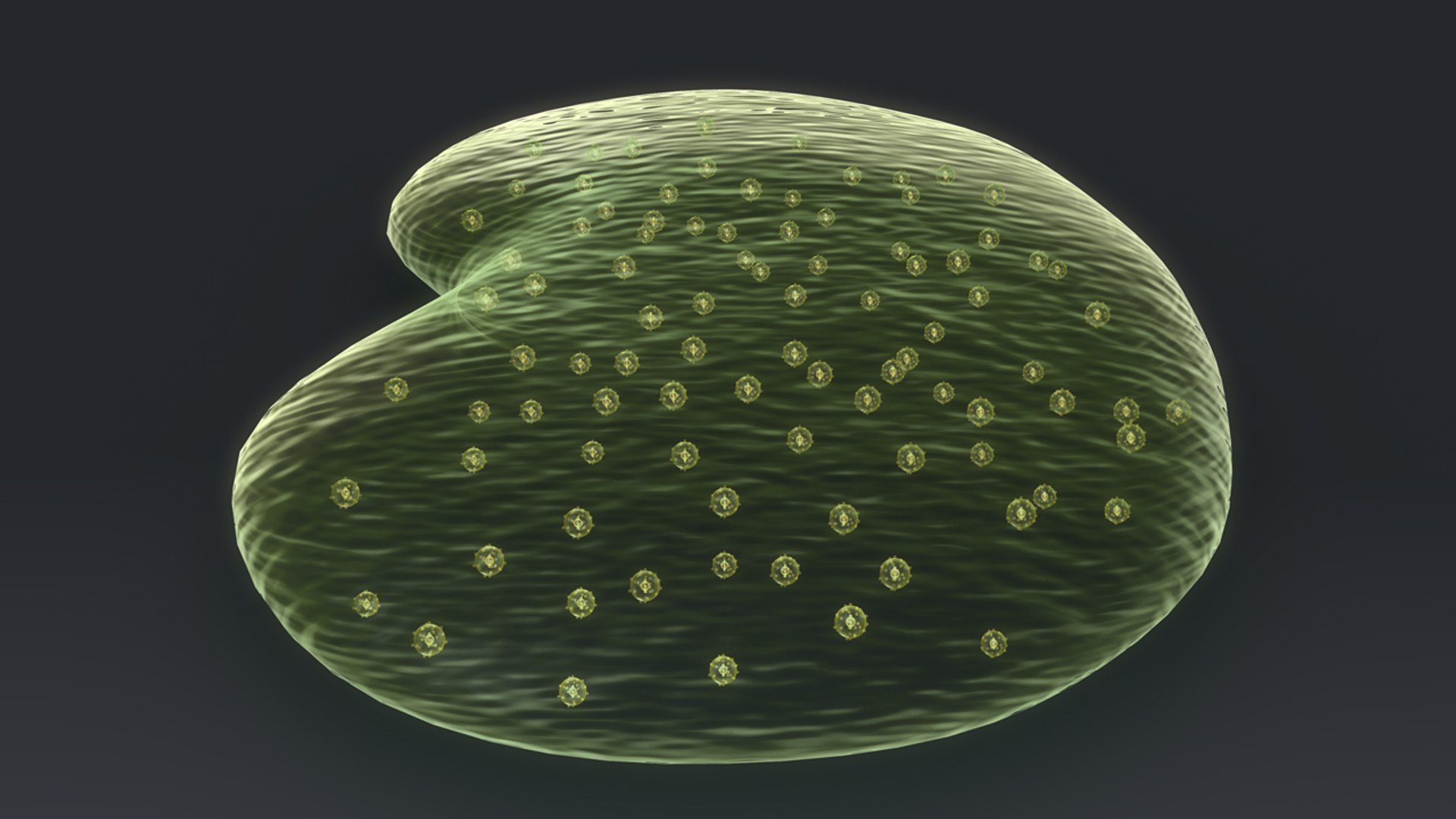 3d Collozoum Geslacht Taxonomische Model