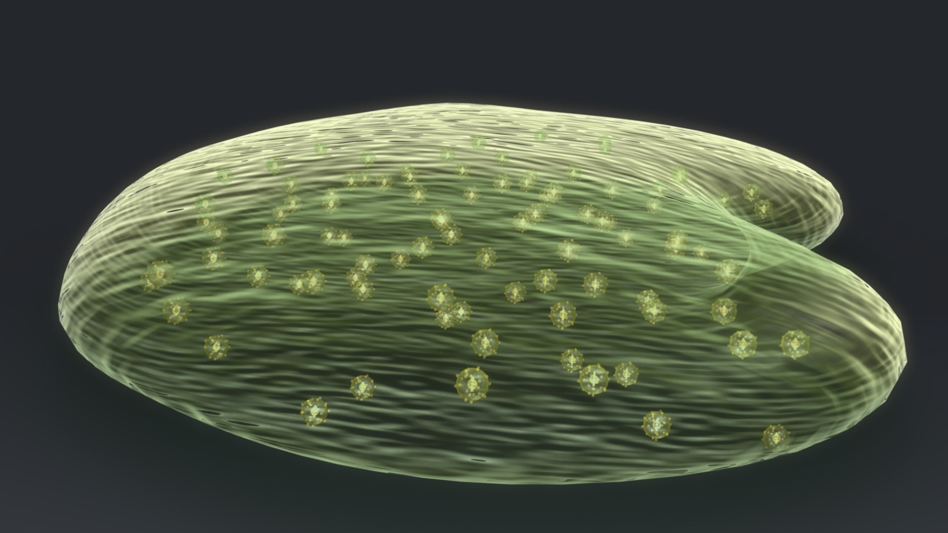 3d Collozoum Geslacht Taxonomische Model