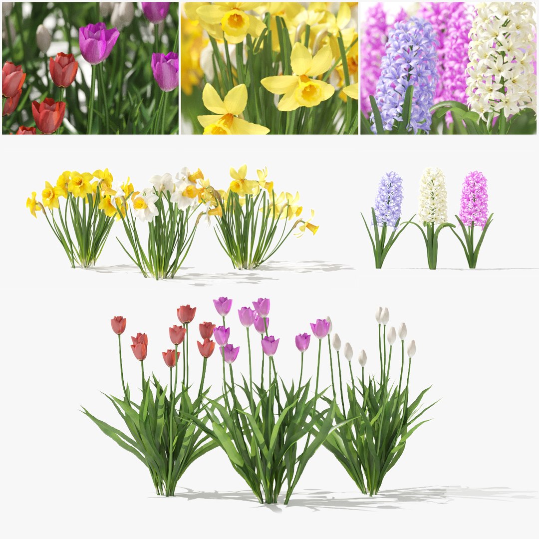 3D Spring flowers model - TurboSquid 1976209