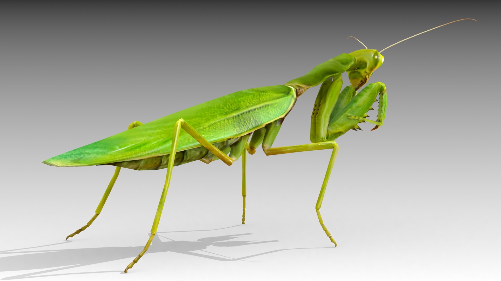 3D Insect Invertebrate Model - TurboSquid 1283373